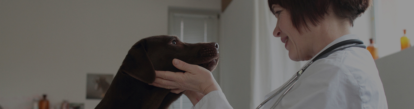 Enhancing Your Veterinary Practice Management Skills